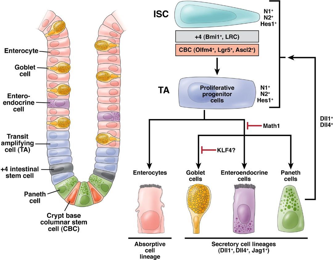 Acupuncture Hub - Gold Coast