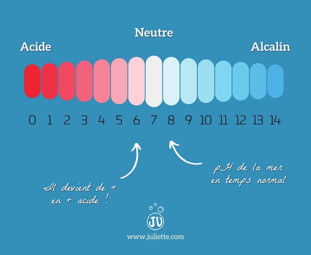 Acidification des océans : le guide simple | Pimpant