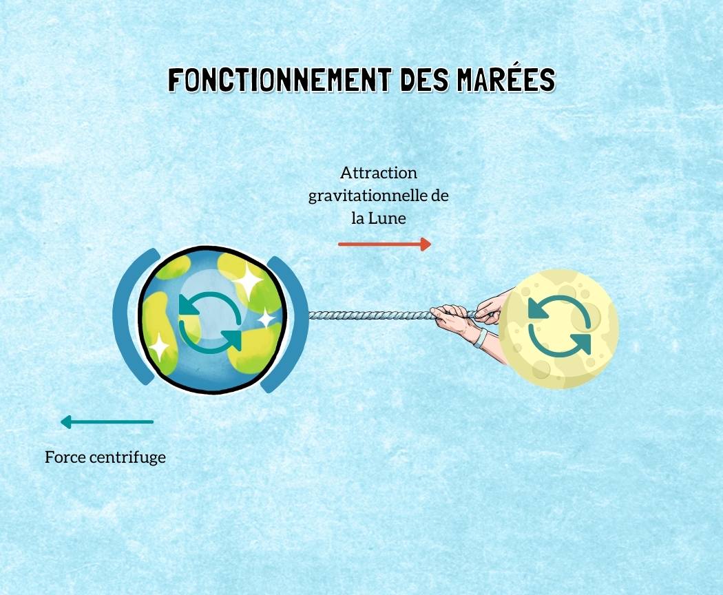 Comment fonctionnent les marées ? | Pimpant