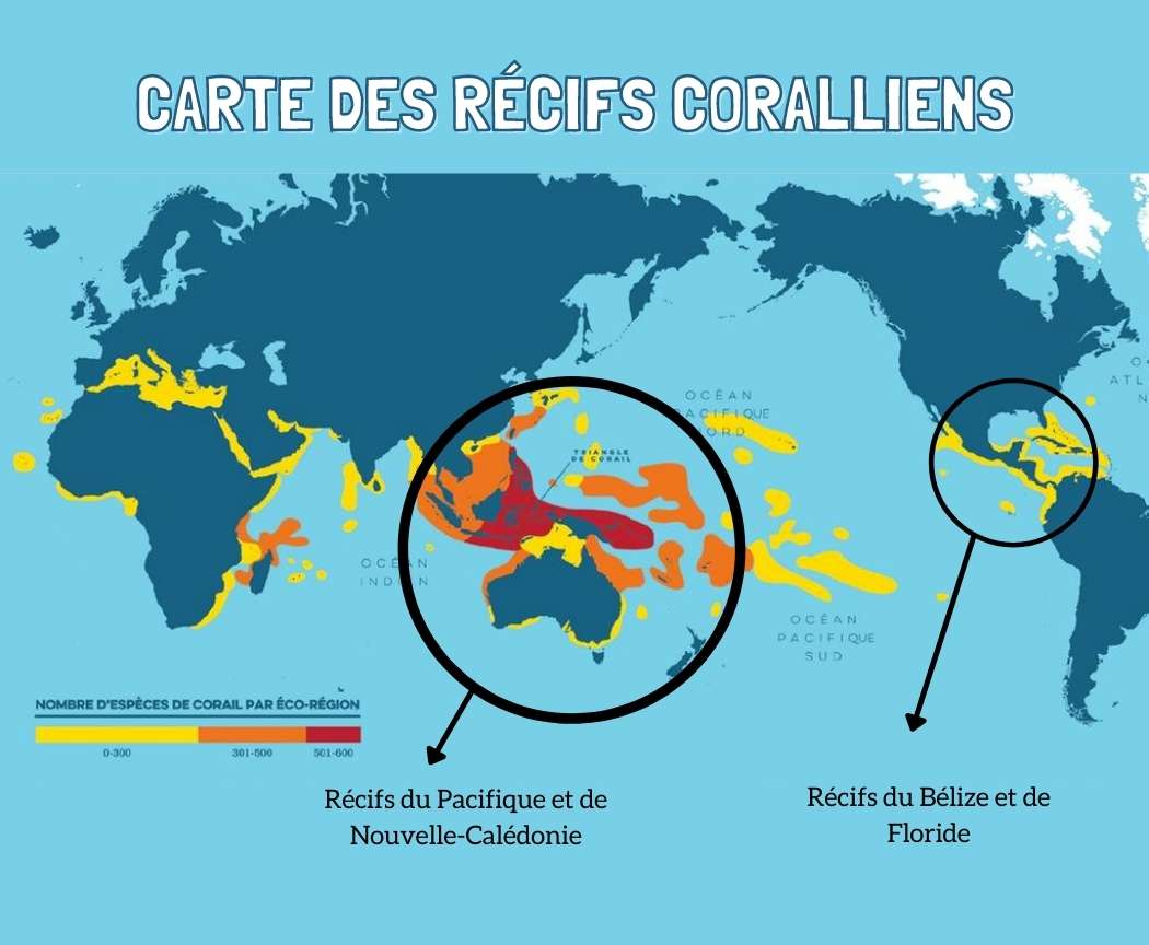 Culture des coraux : un moyen pour leur préservation | Pimpant