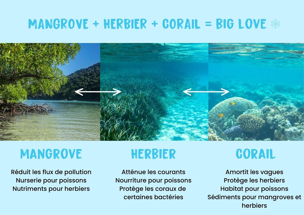 Symbiose entre corail constructeur de récif et espèces marines | Pimpant