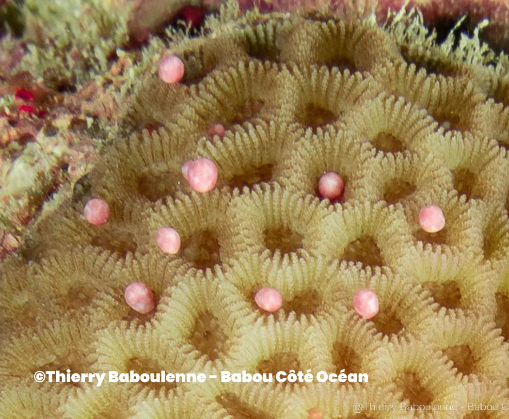 Reproduction des coraux : comment ça se passe sous l’océan ? | Pimpant ...
