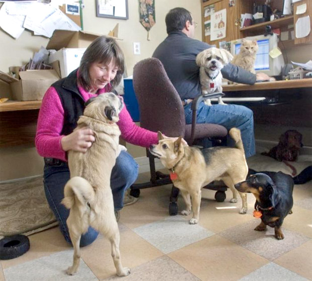 Animatch Dog Adoption Services