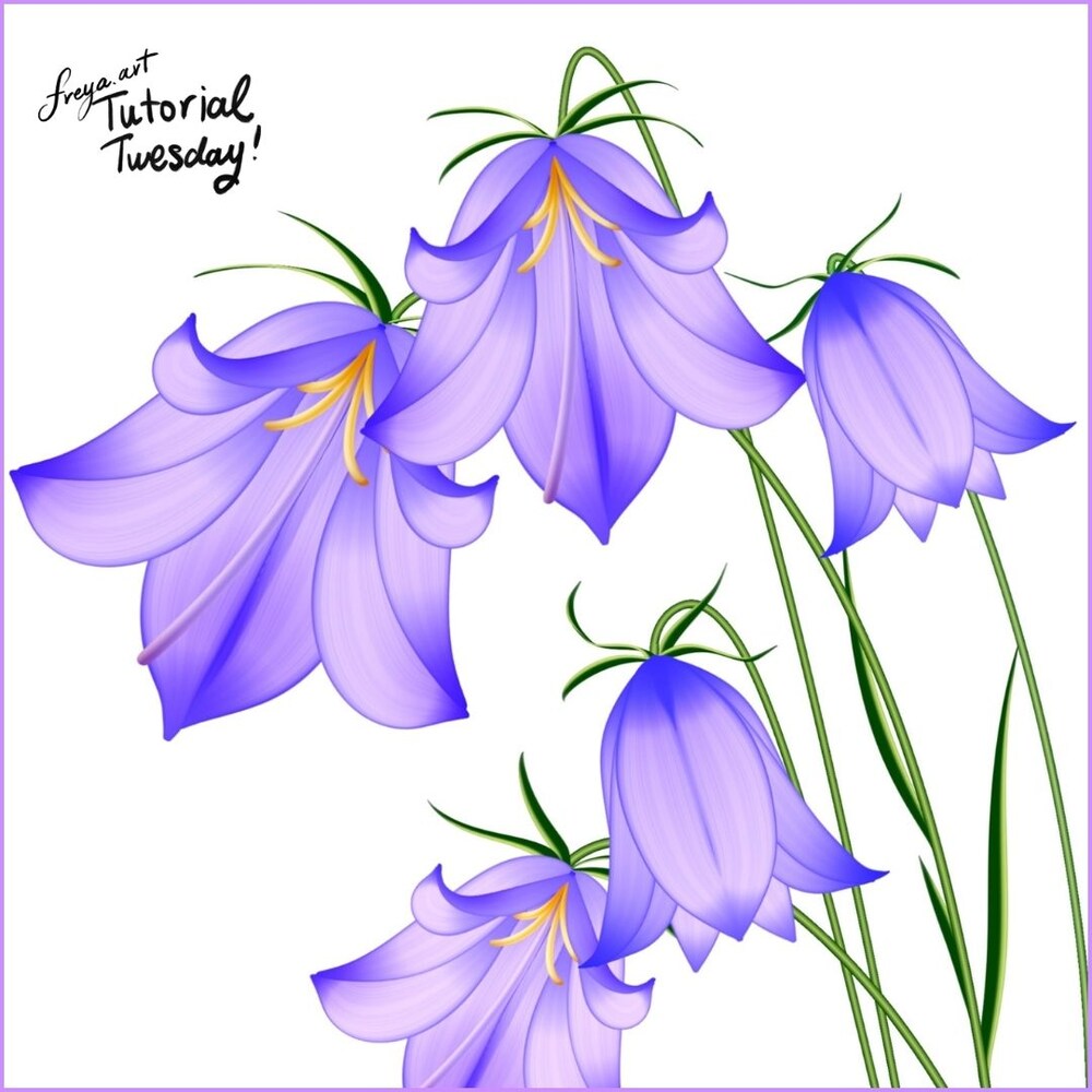 Harebell Drawing Tutorial for Procreate