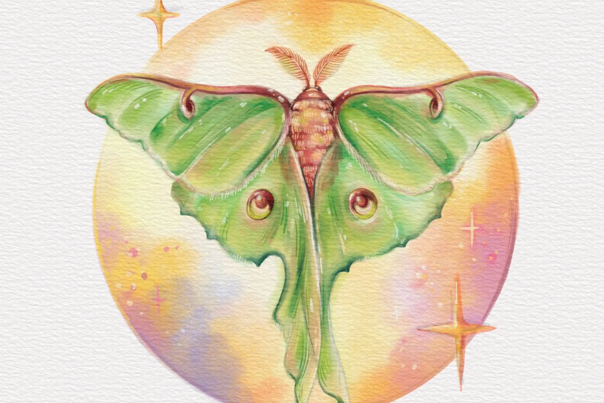 Luna Moth Watercolor Tutorial for Procreate