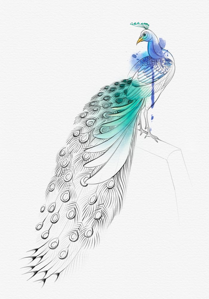 Procreate Animal Brushes 🦌 - Draw Wild Animal Outlines in Procreate ...