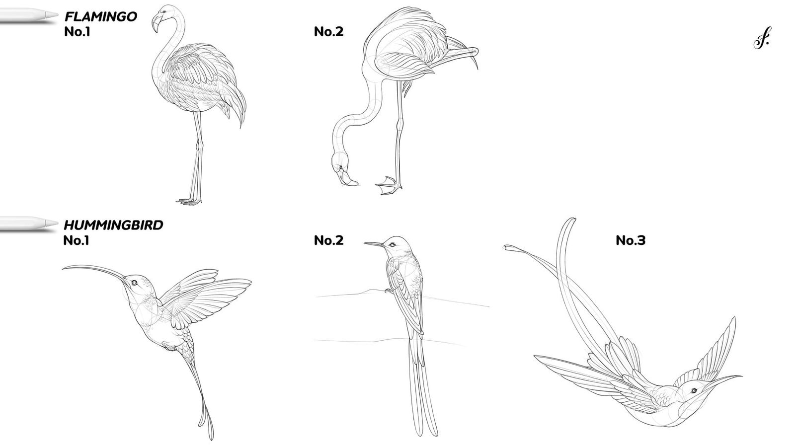 Procreate Animal Brushes 🦌 - Draw Wild Animal Outlines in Procreate ...