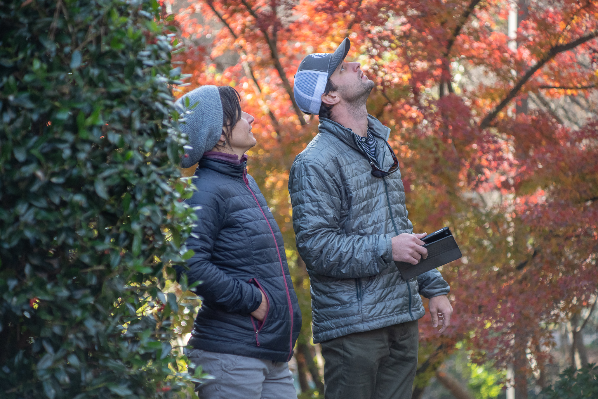 Consulting Arborist Services