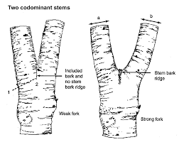 Proactive Tree Care Part 3: Cabling, Bracing, and Lightning Protection ...