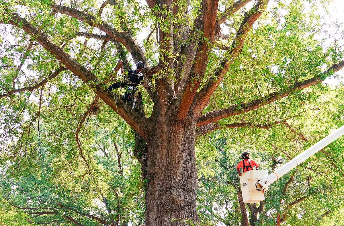 Gunnison Tree Services - Professional Tree Services