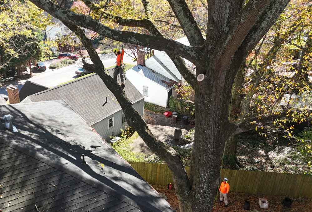Best Residential Tree Services in Atlanta, GA