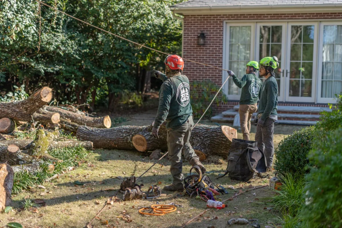 Gunnison Tree Services - Professional Tree Services