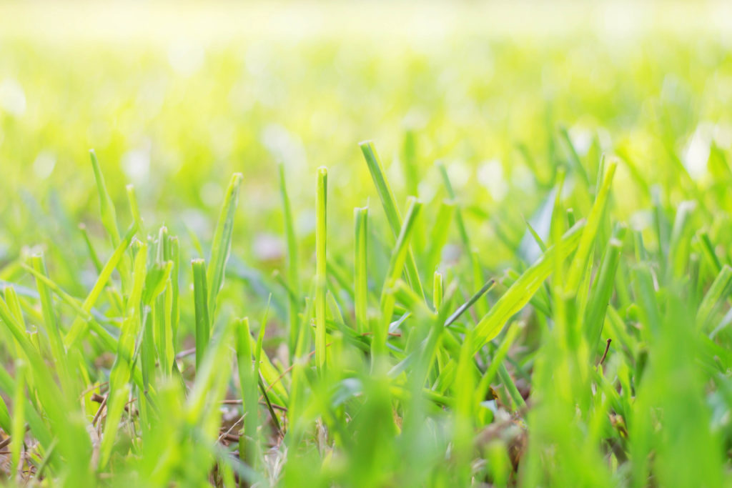 Common Seasonal Texas Allergies - American Sinus Institute - American ...