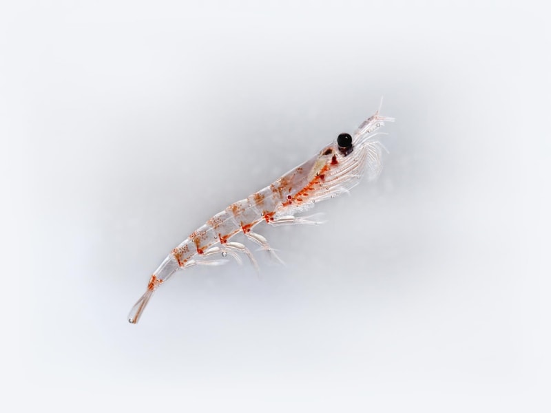 Sustainable krill harvesting