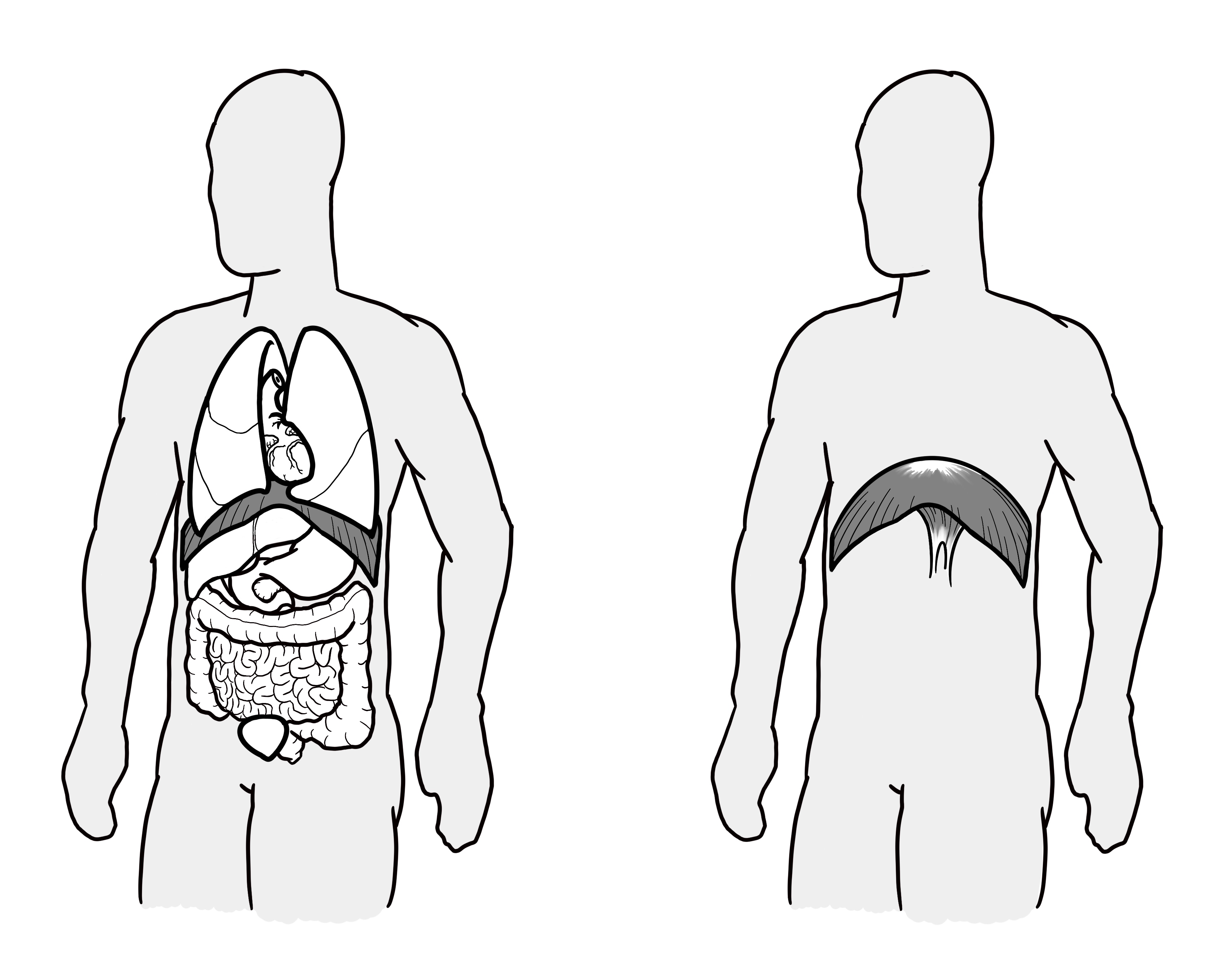 Where Your Organs Are In Your Body | WhyThingsHurt