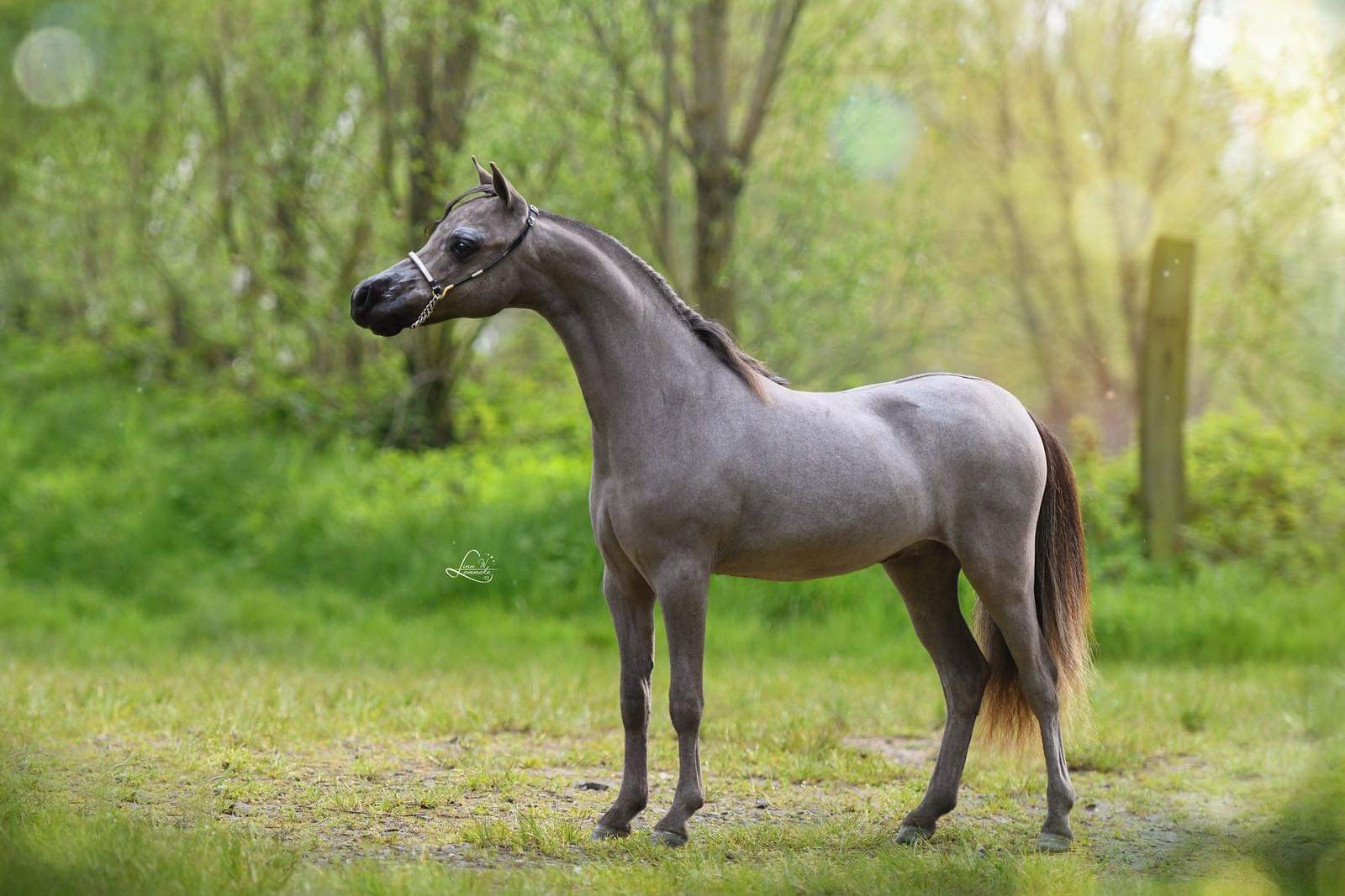 Buechbuehls Miniature Horses | Katusas Country Cooper