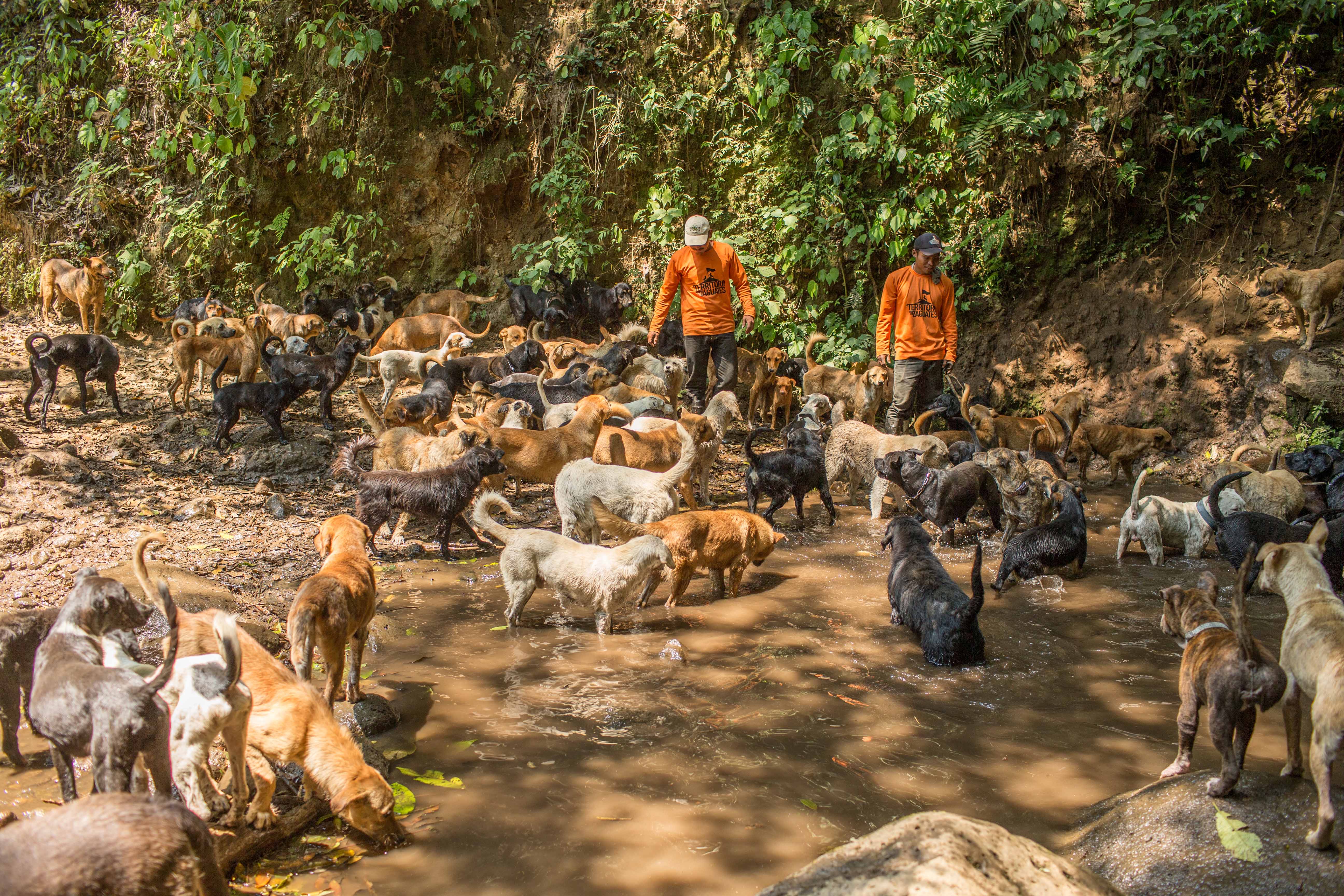 Land of the Strays
