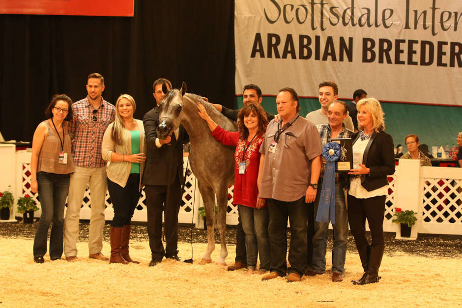 2016 Scottsdale Arabian Horse Show - February 14th :: Arabian Horse ...