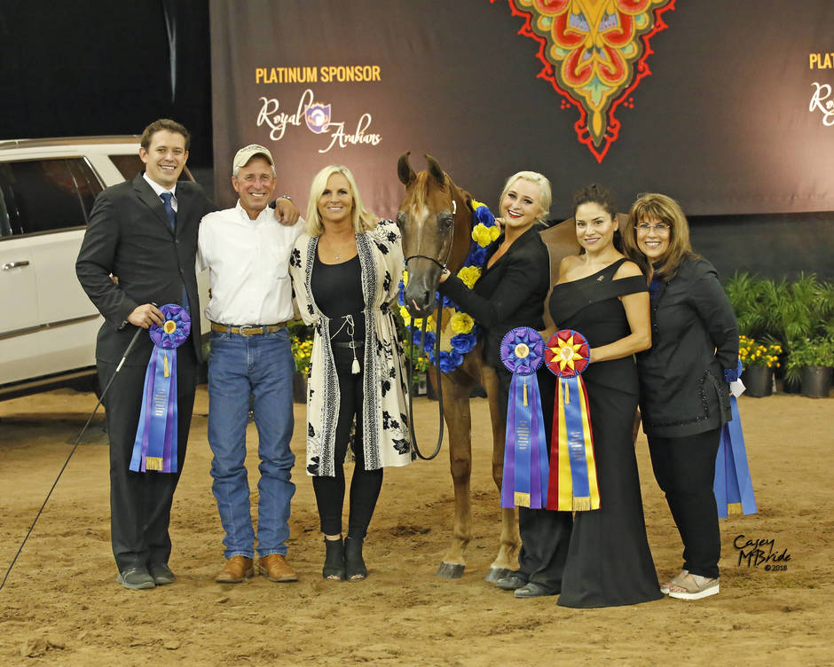 2018 Arabian National Breeder Finals :: Arabian Horse Association of ...