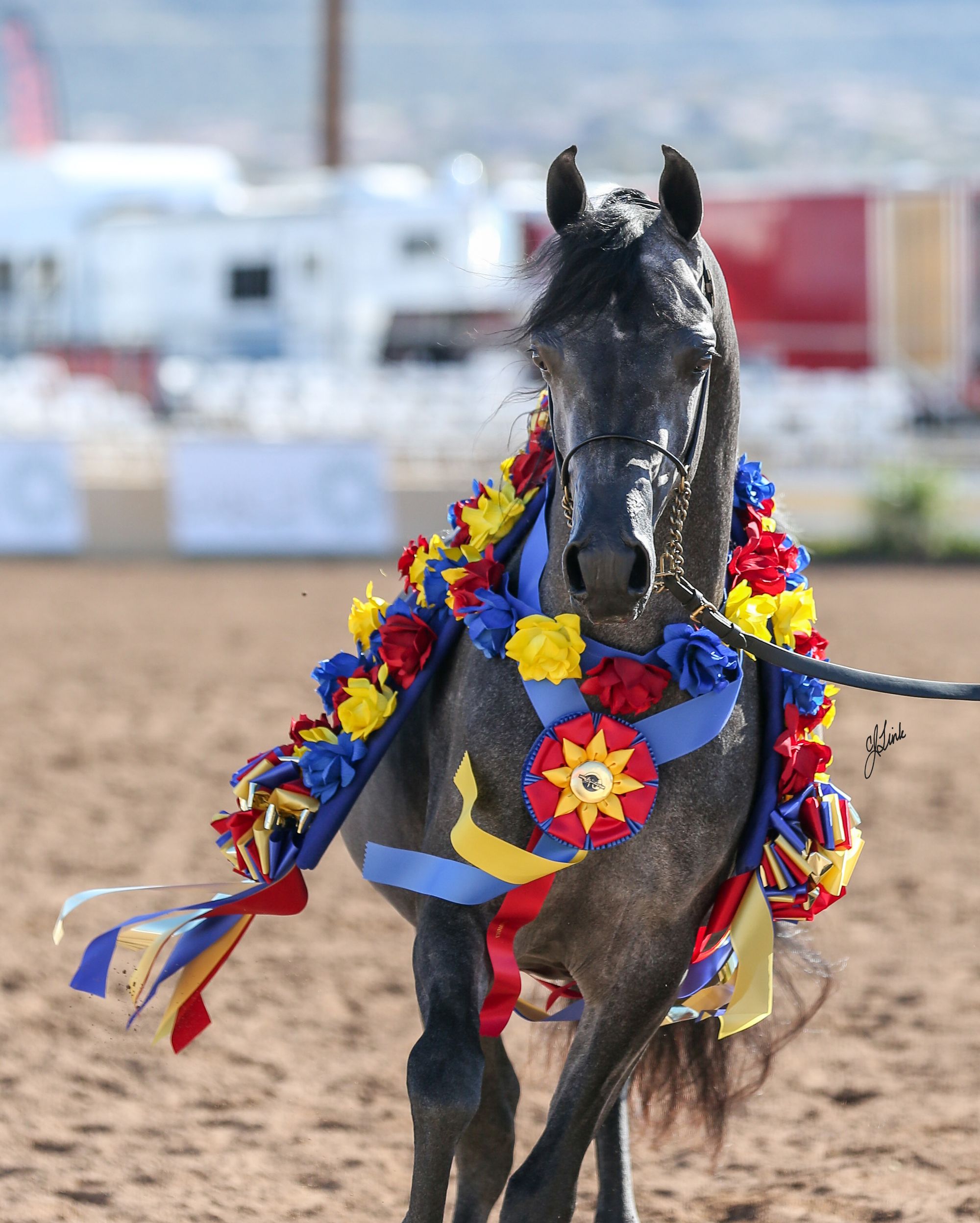 Press Photos :: Arabian Horse Association of Arizona