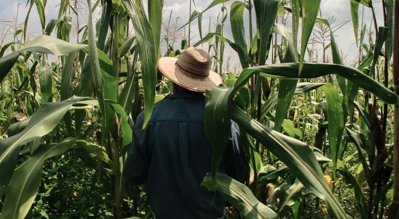 Cheese Caves and Food Surpluses: Why the U.S. Government currently ...