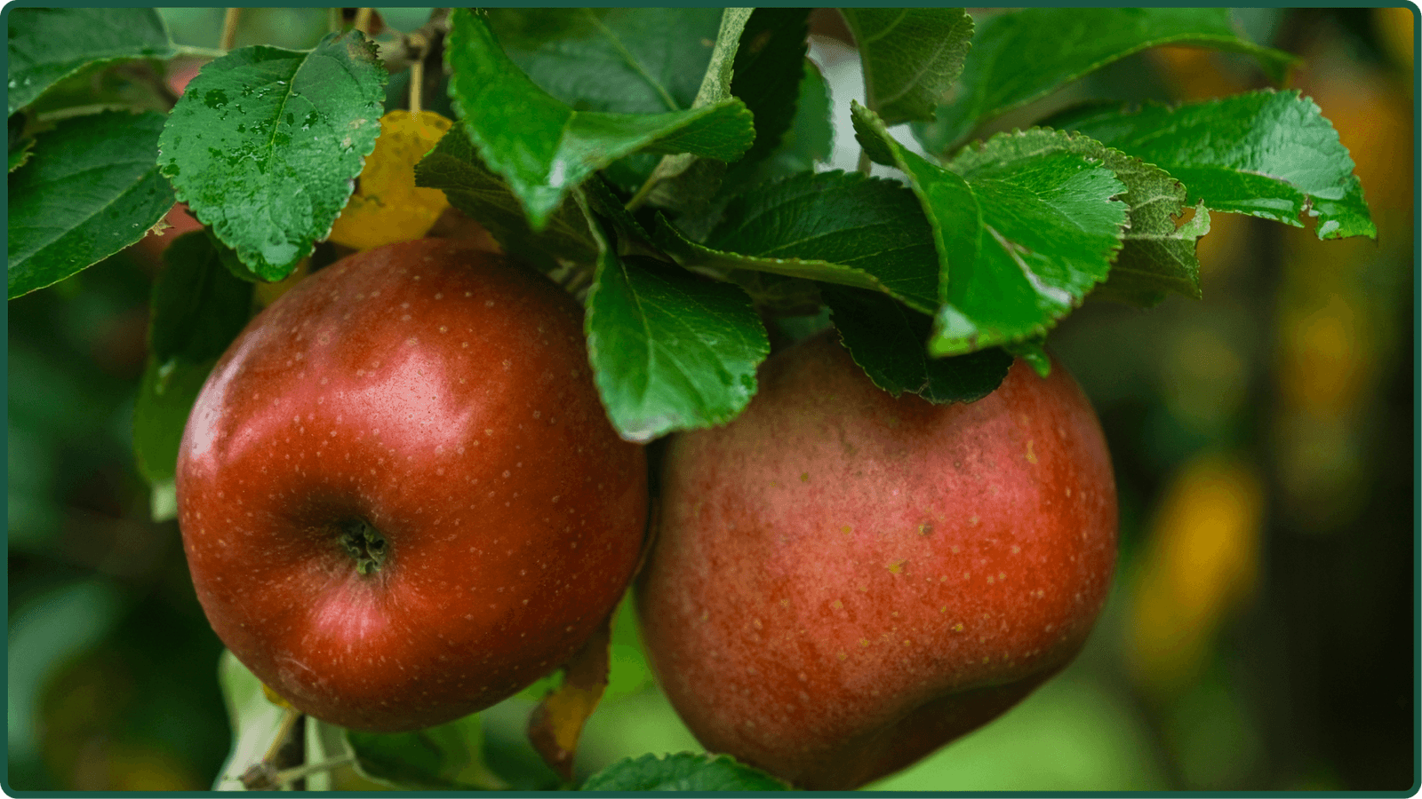 The Farmlink Project