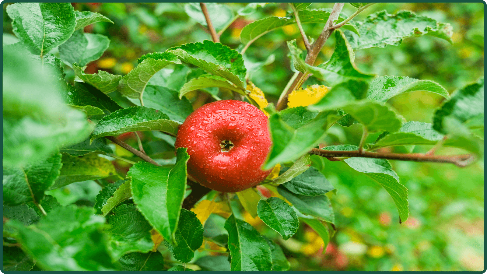 The Farmlink Project