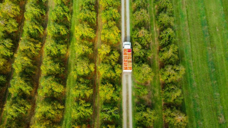 Cheese Caves and Food Surpluses: Why the U.S. Government currently ...