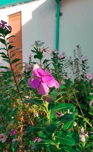 Flora
