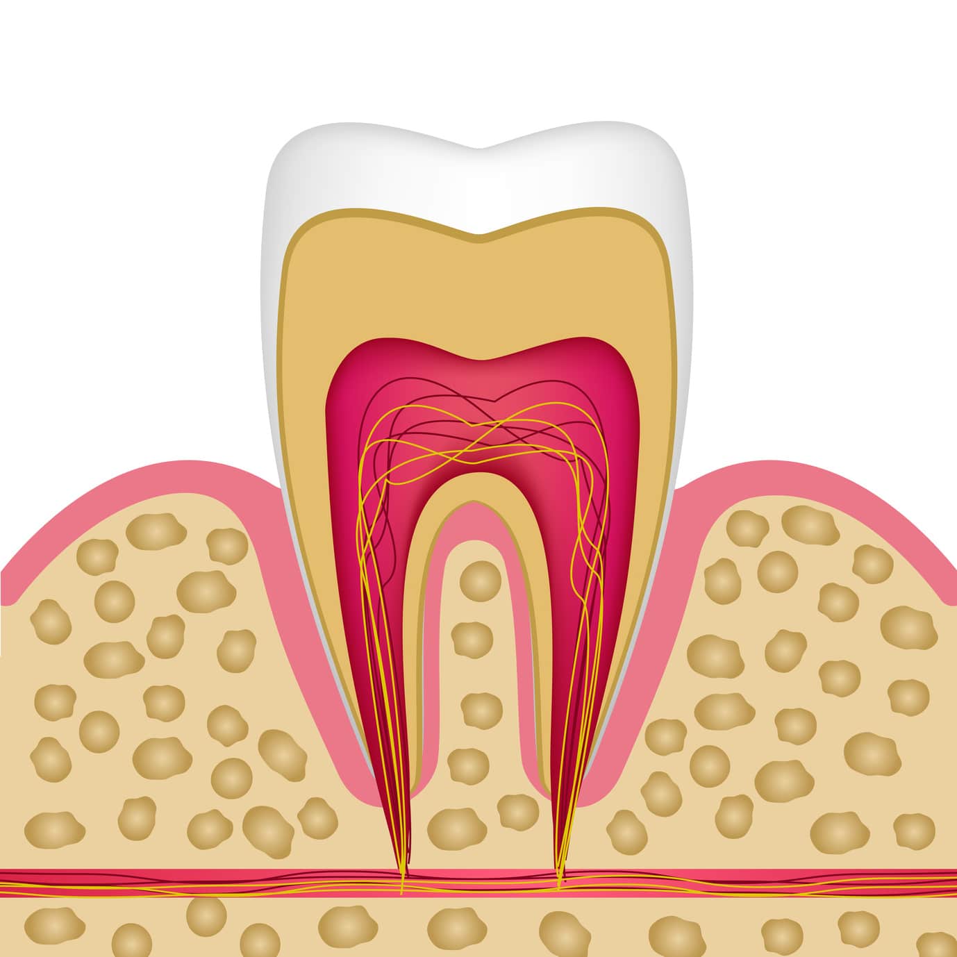 Learn Why Healthy Gums Are Key To Your Overall Health