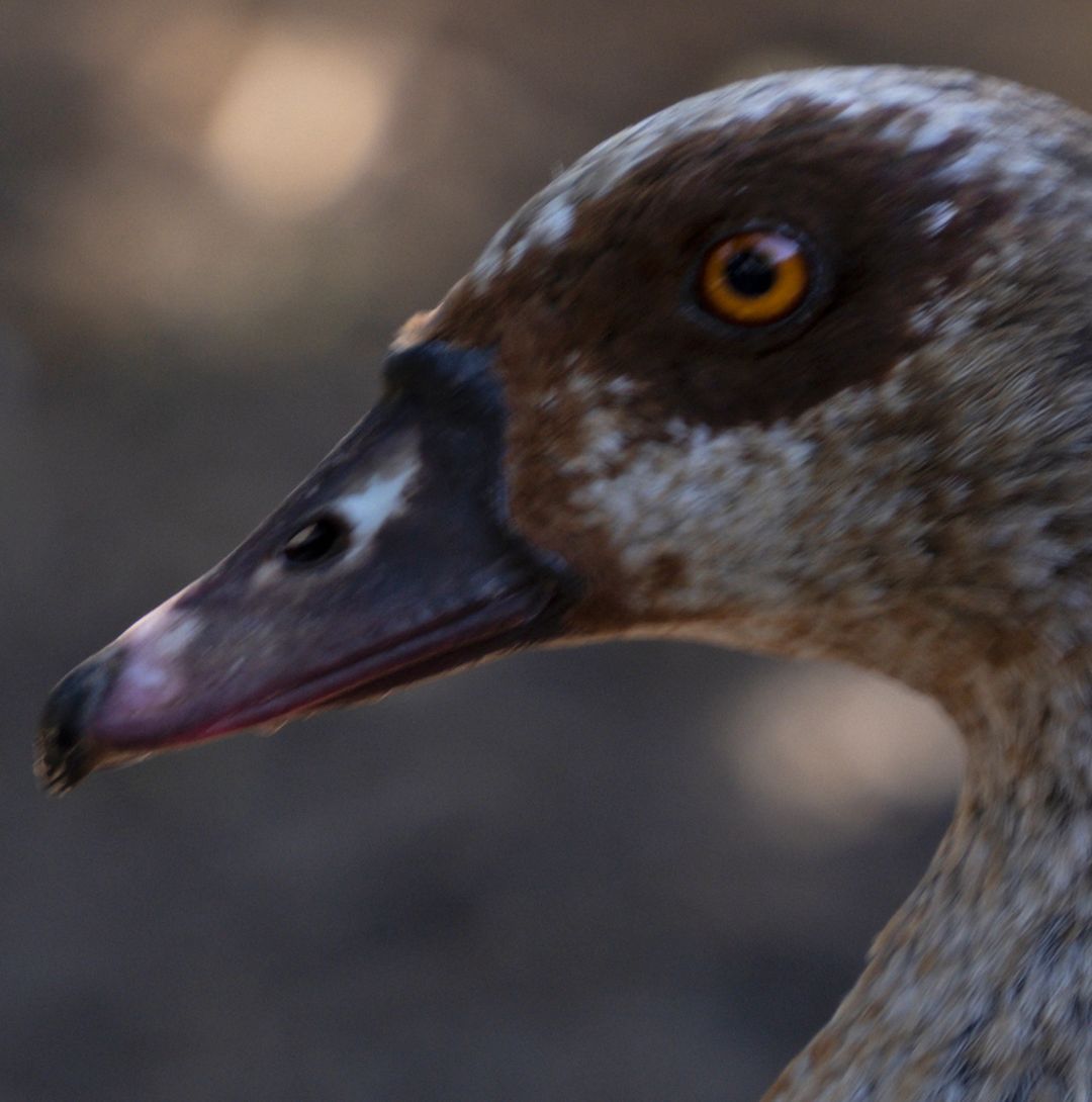 Topaz Labs: AI Image Quality Software