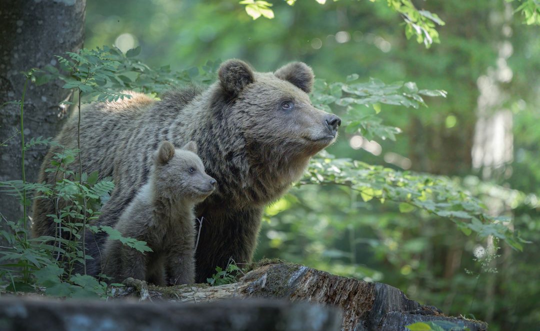 Topaz Labs: AI Image Quality Software