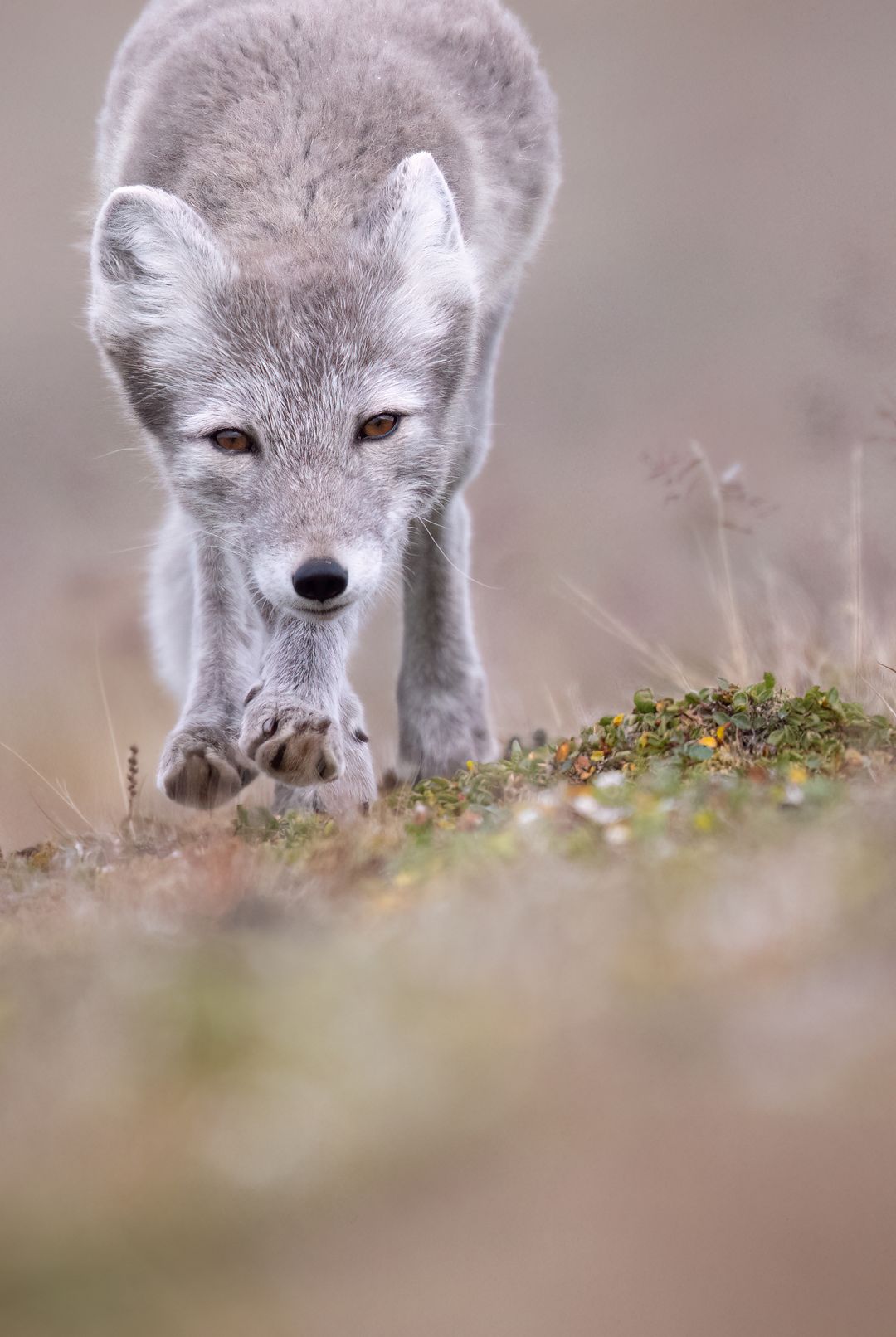 Topaz Labs: AI Image Quality Software