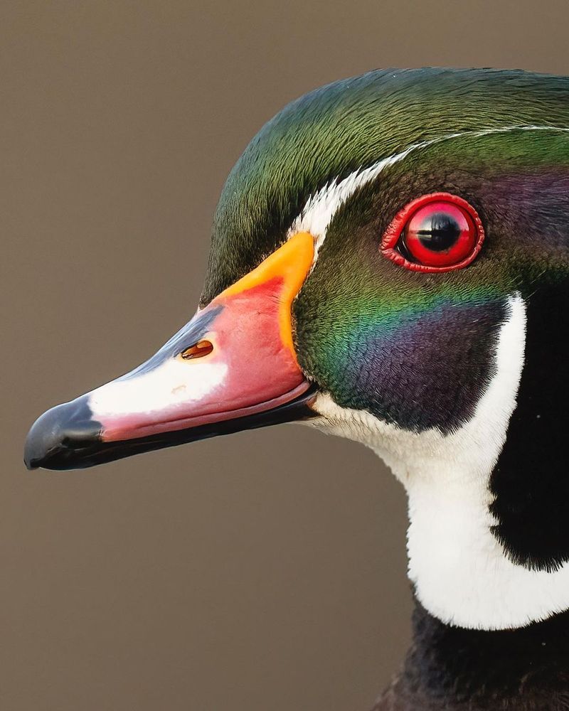 Topaz Photo AI - Maximize Image Quality with AI