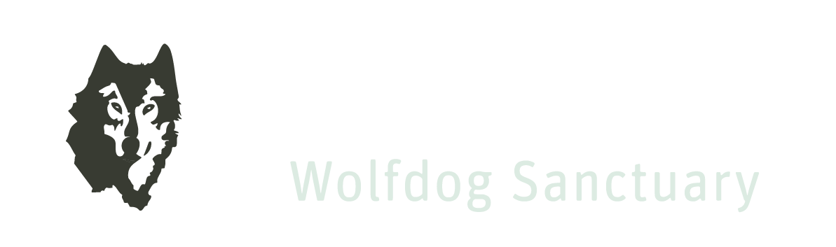 Wolfdog Rescue & Adoption | Yamnuska Wolfdog Sanctuary