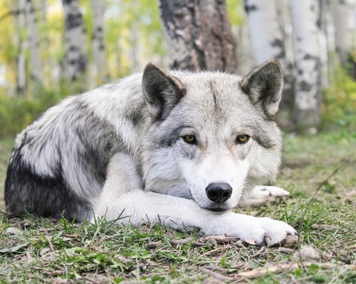 Wolfdog Rescue & Adoption | Yamnuska Wolfdog Sanctuary