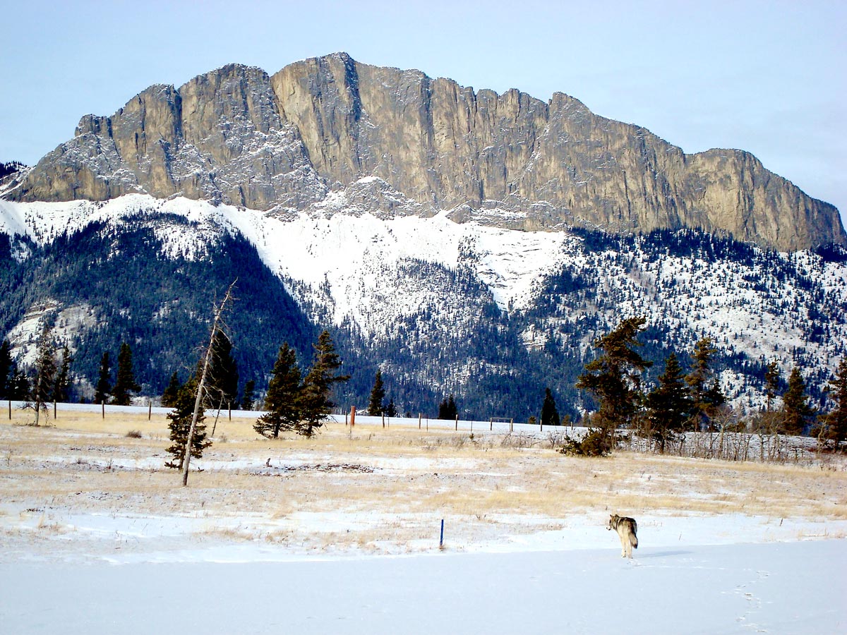 About Us | Yamnuska Wolfdog Sanctuary