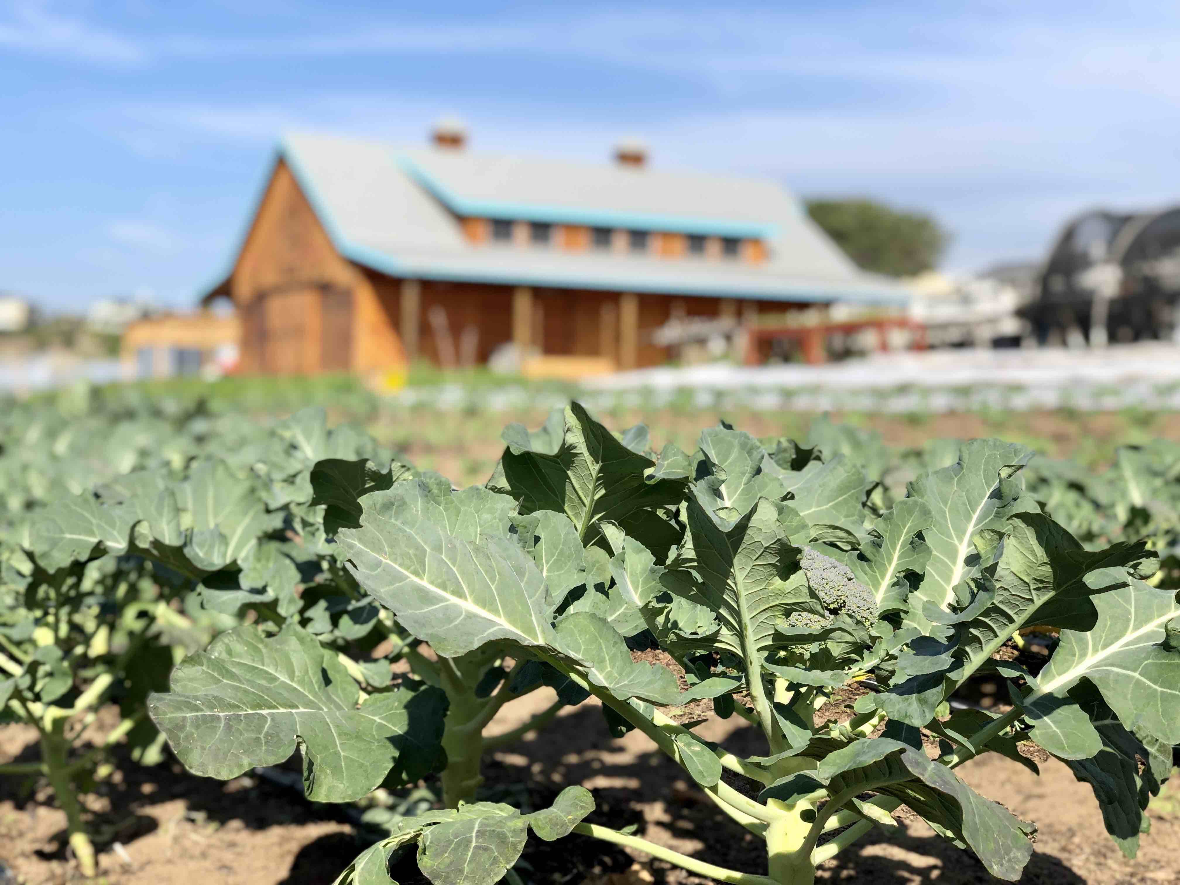 A Quick-and-Dirty Glossary of Farming Terms - Article