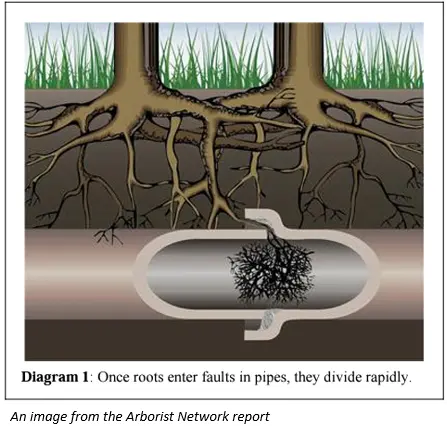 Hidden Dangers: The Risks of Tree Roots & Camouflaged Utility ...
