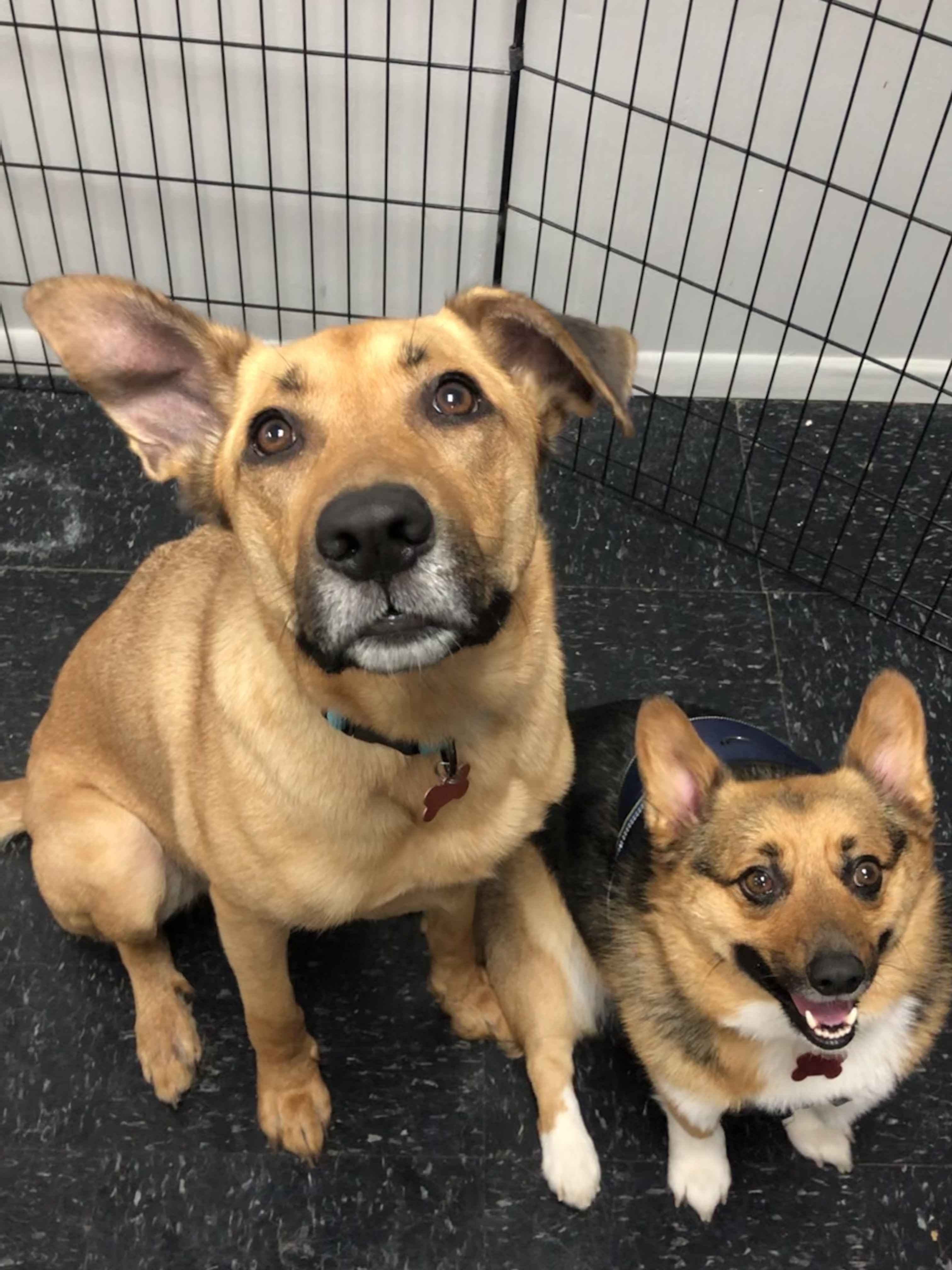 Meet Our Adoptable Pets