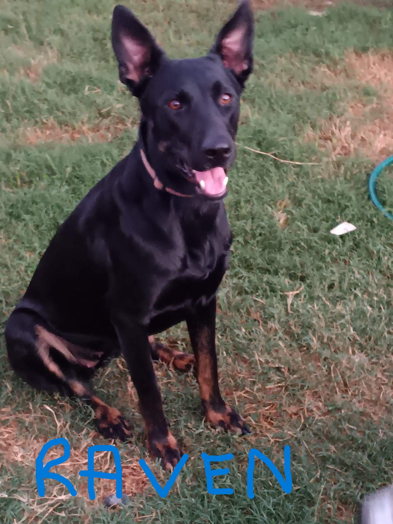 PawLife Rescue Group | Non-Profit Animal Rescue