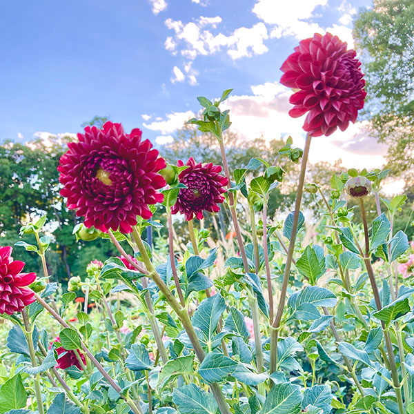 Flower Care | Little Hill Flowers | Southern Indiana
