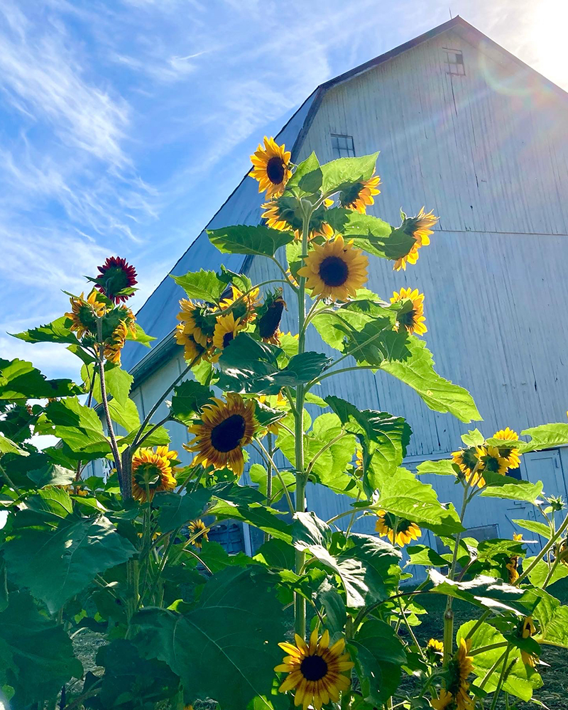 Welcome to Little Hill Flower Farm | Cut Flowers & Bouquets | Vincennes ...