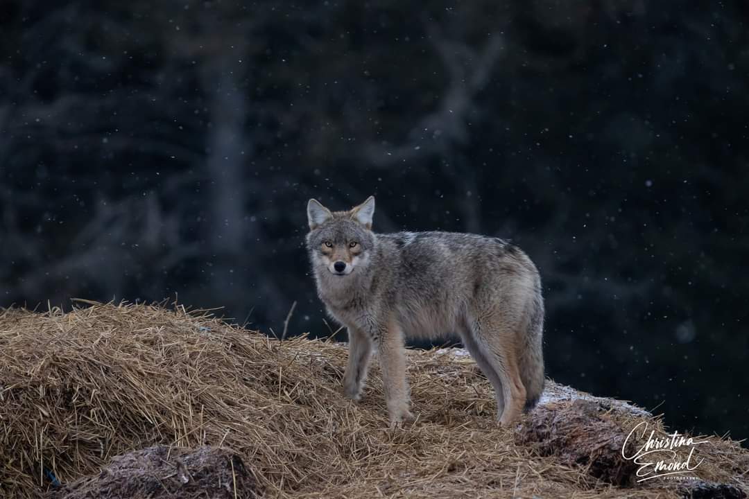 Ontario's iconic but "hidden" Algonquin wolf