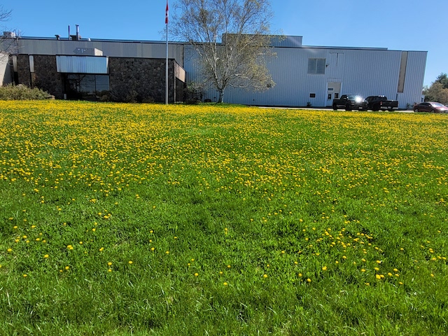 Gord Millers asks....Where are all the Bees?