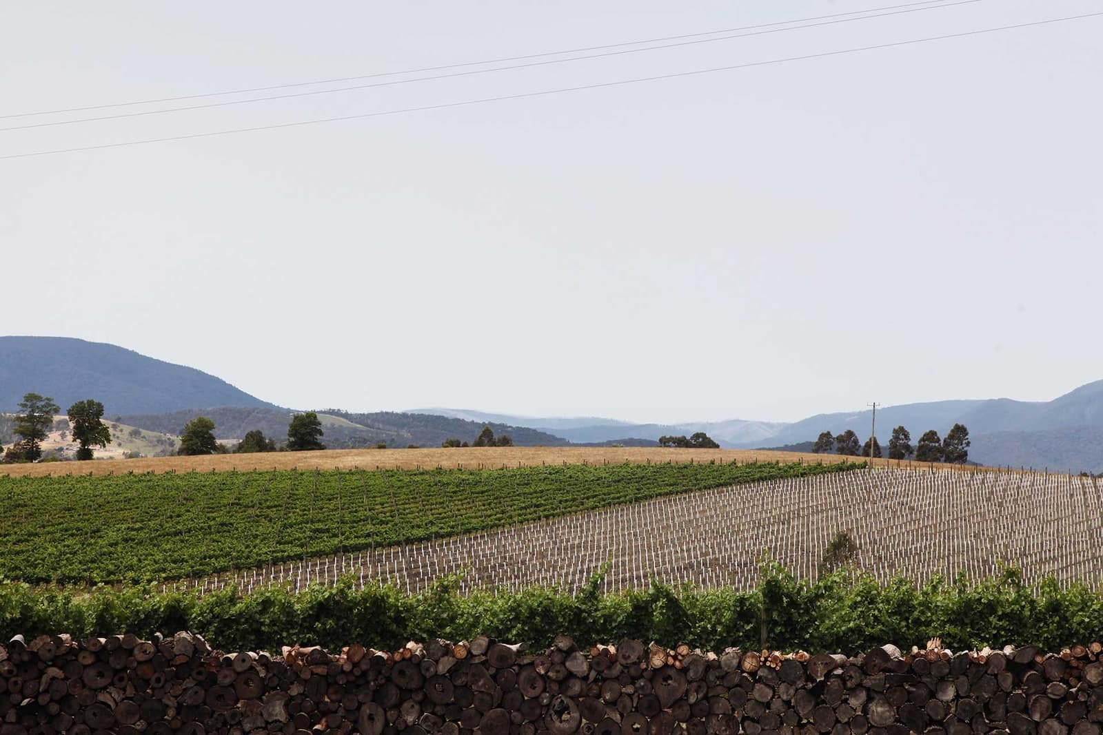 Zonzo—A Yarra Valley Winery, Restaurant & Wedding Venue