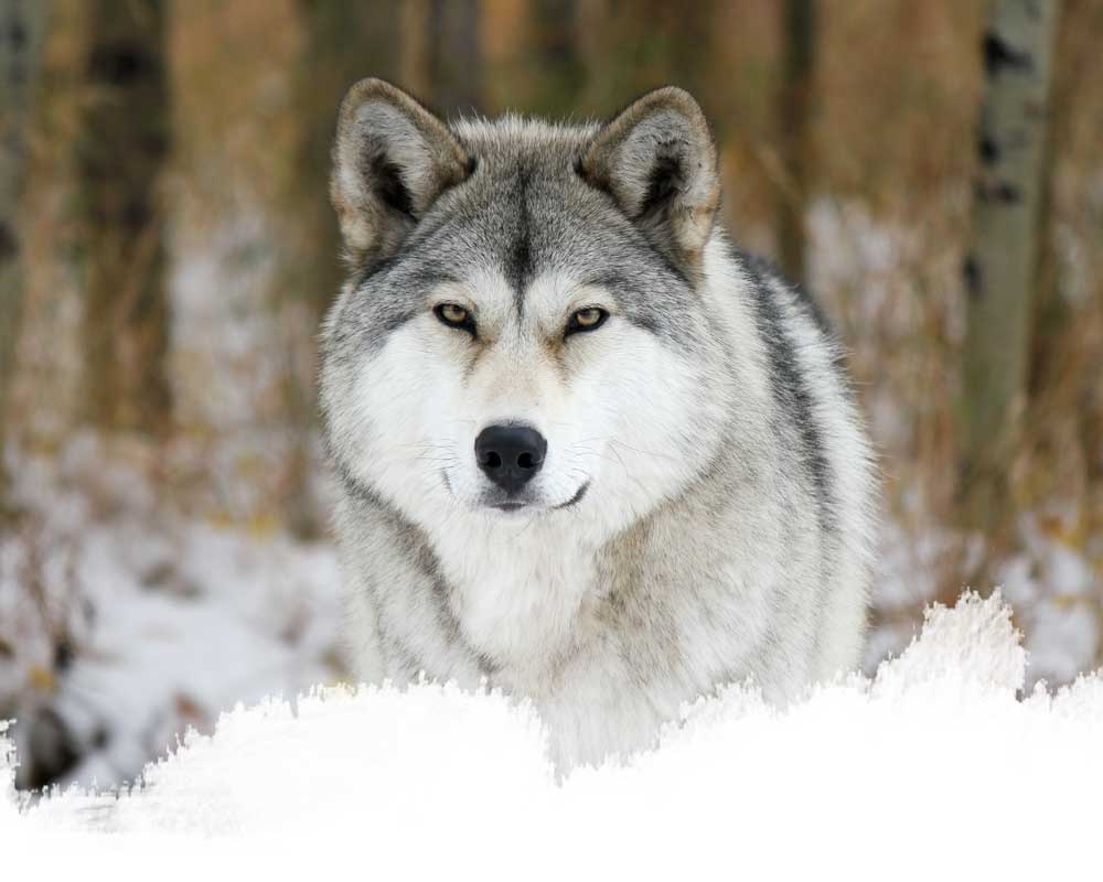 Yamnuska Wolfdog Sanctuary | Cochrane, Alberta, Canada