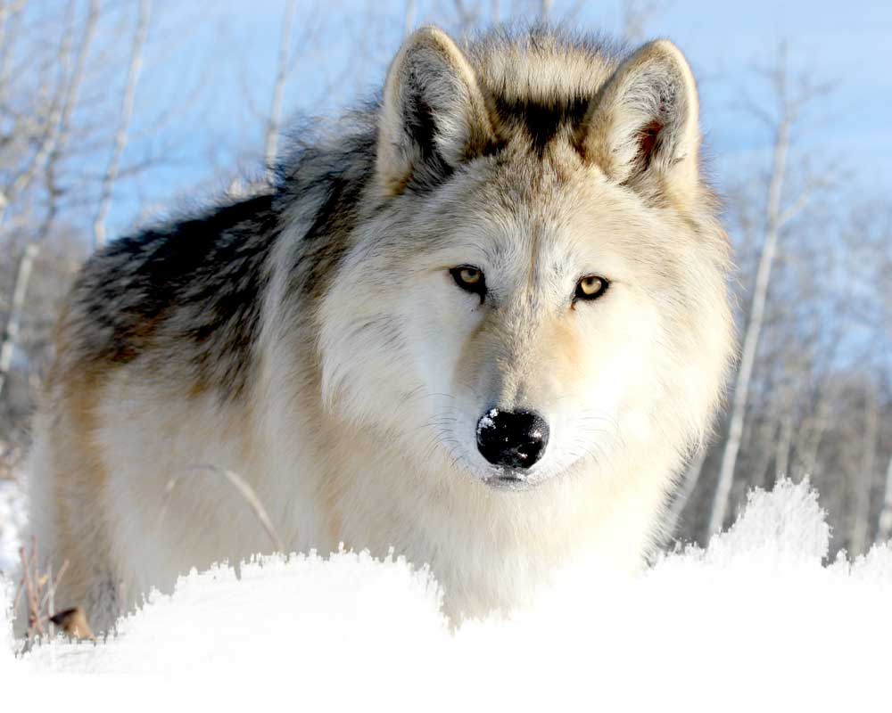 Meet the Yamnuska Wolfdogs | Yamnuska Wolfdog Sanctuary