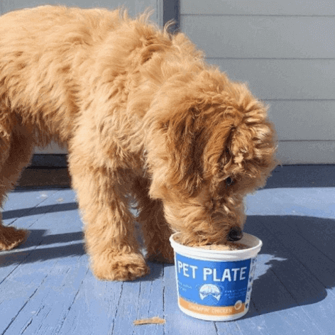 Pet Plate Details and Review (2024)