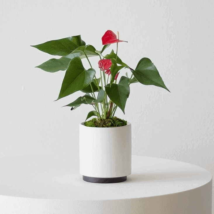 Léon & George Details and Review (2024)